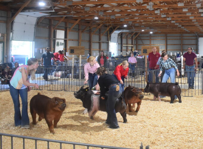 No one hogs the spotlight in the Open Class Swine Show | News, Sports ...